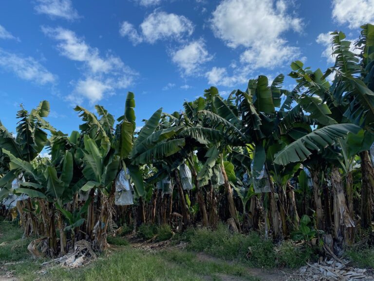 The banana (and sugar and pineapple) state – a look at some major food ...