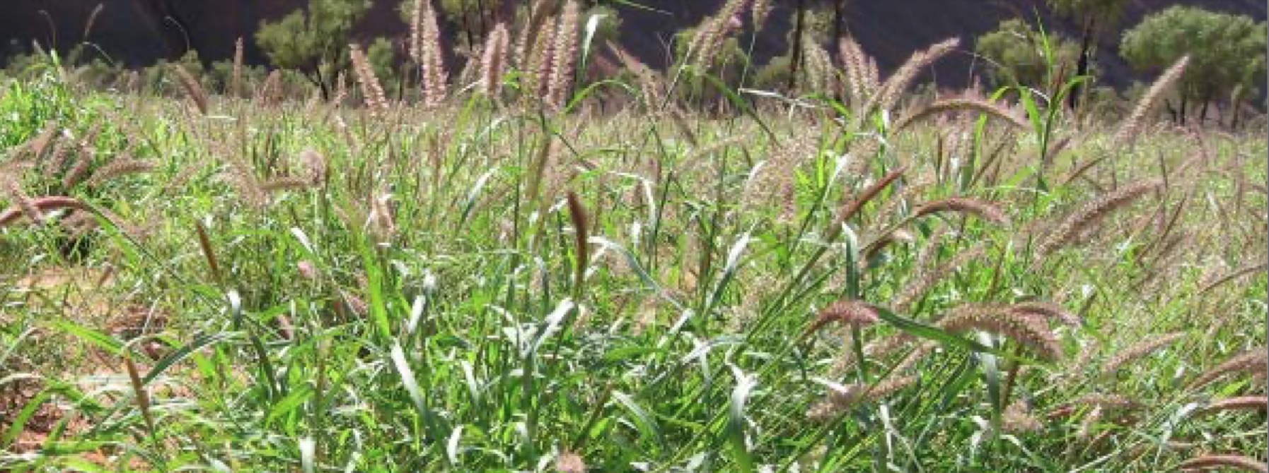 A tale of two grasses