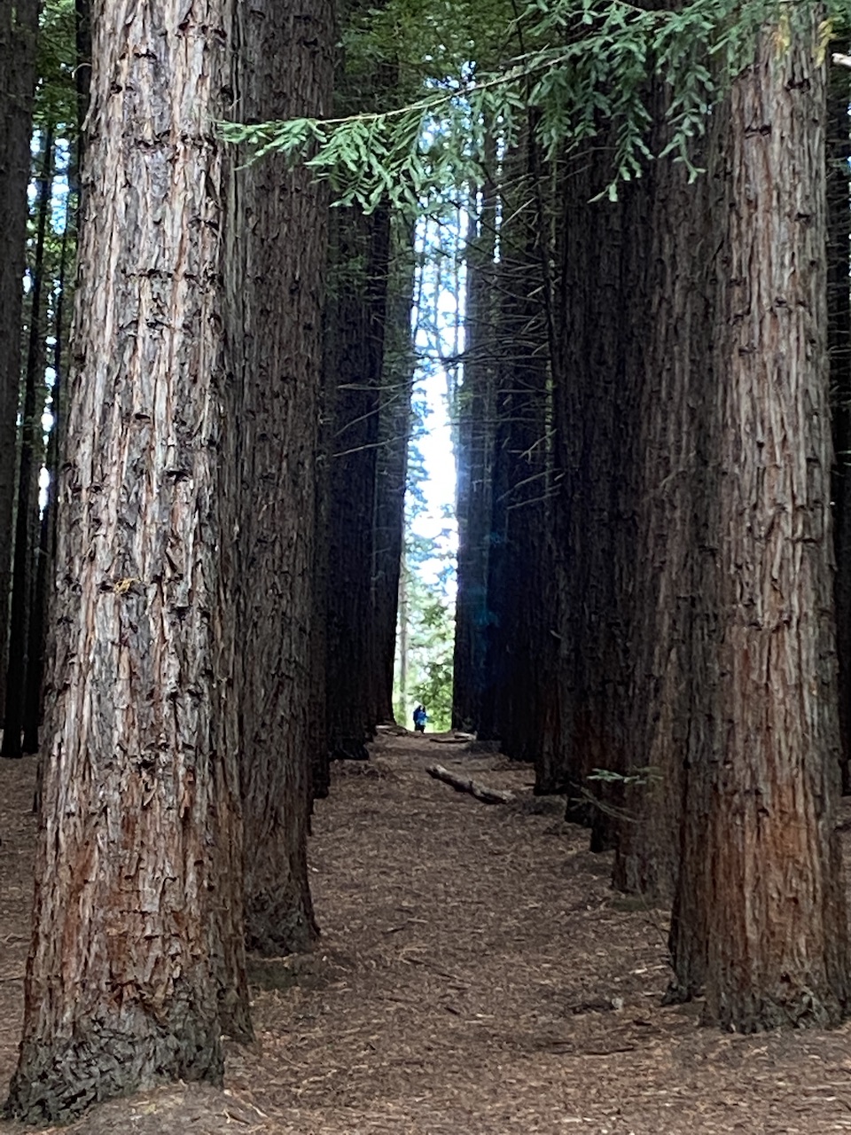 A Redwood forest