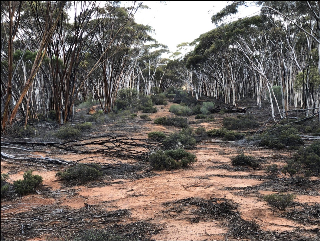 A tale of the Goldfields Woodlands where ideology triumphs ...