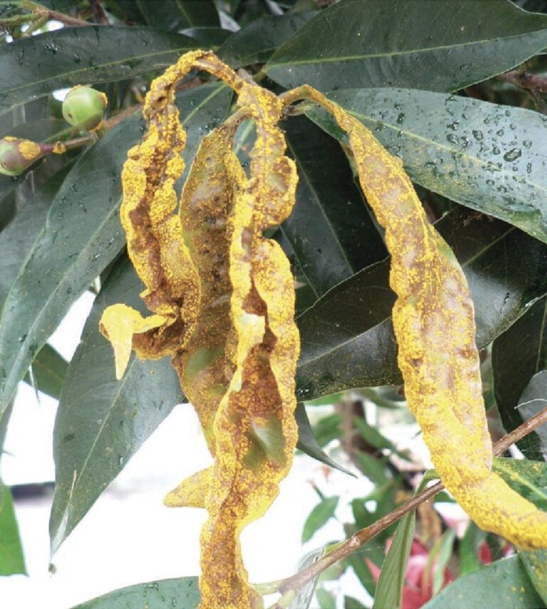 Insect pests and fungal pathogens of eucalypt plantations