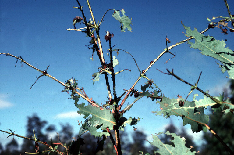 Insect pests and fungal pathogens of eucalypt plantations