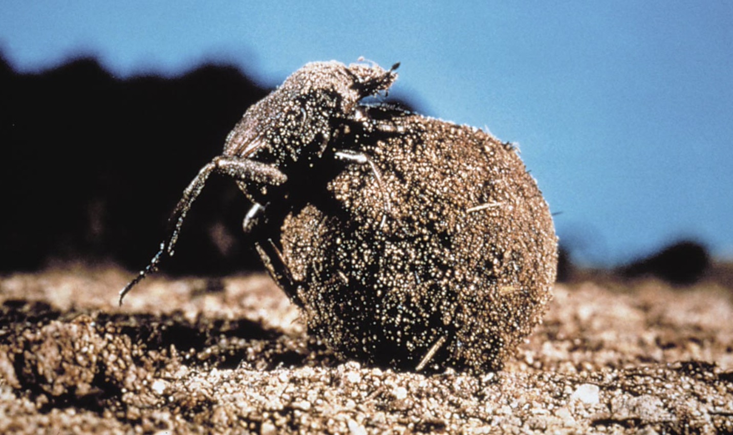 The insect that created the Aussie salute