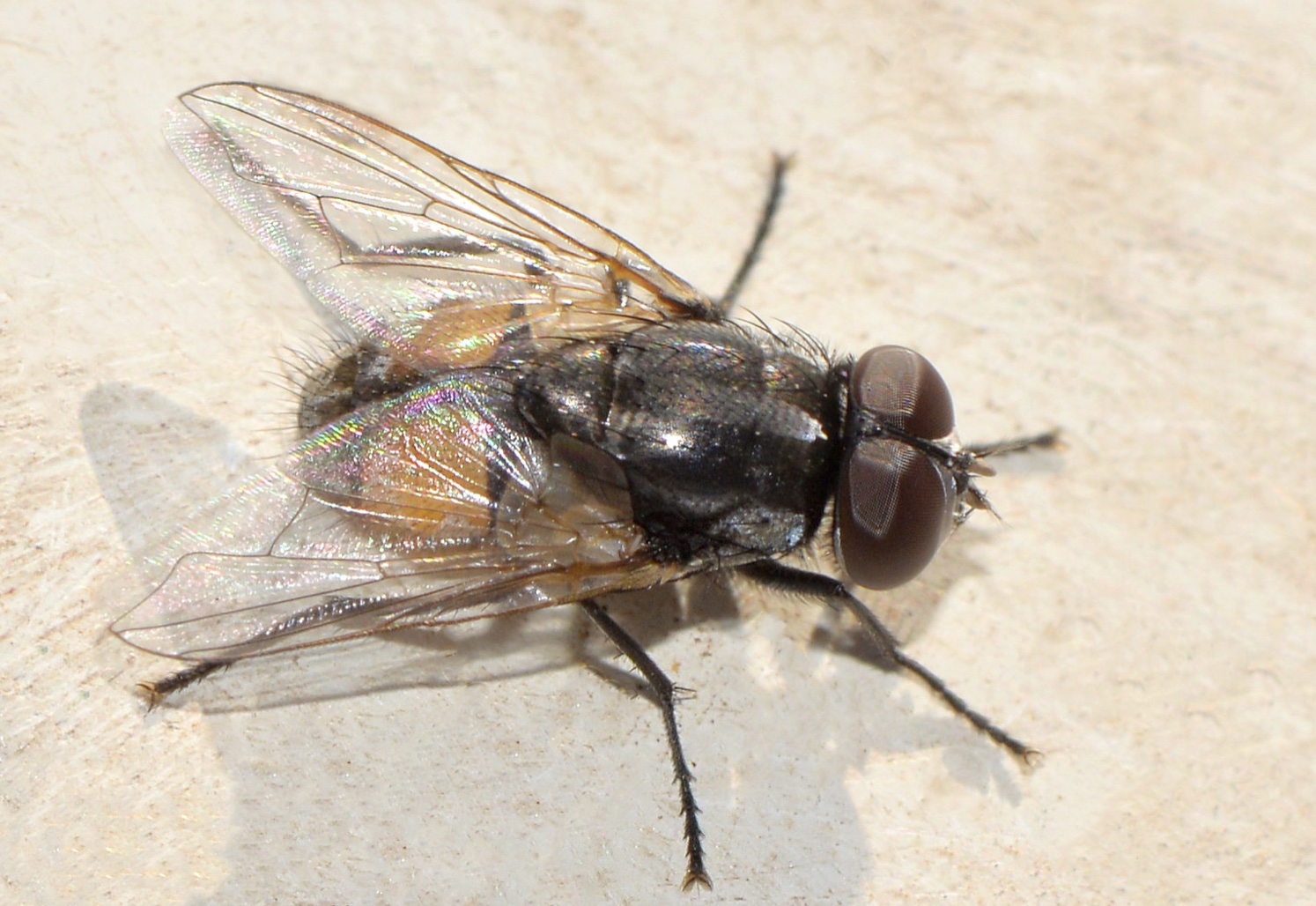 The insect that created the Aussie salute