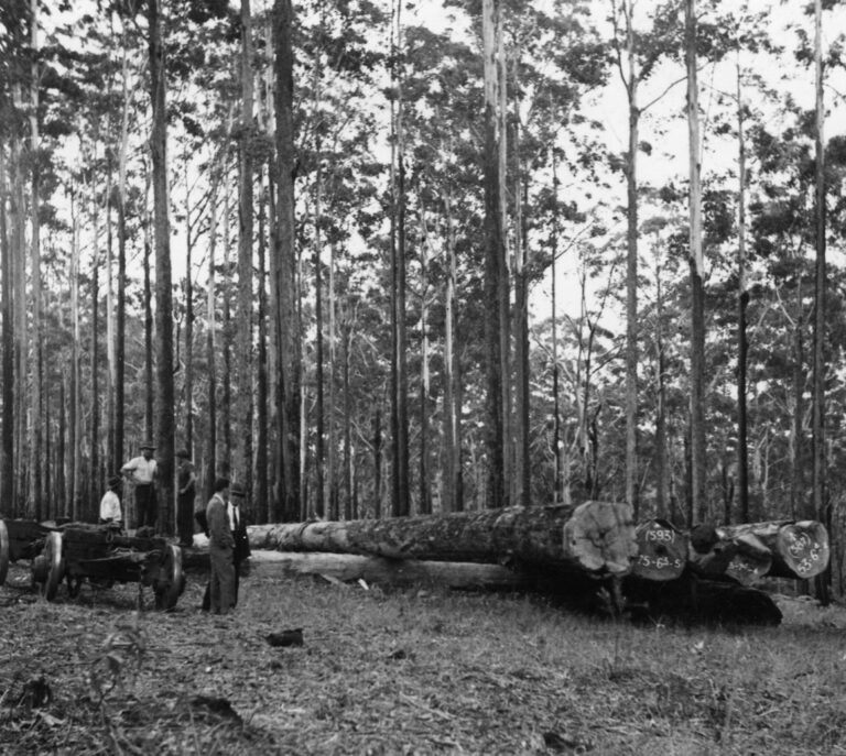 What does a forester do? (Part 1)