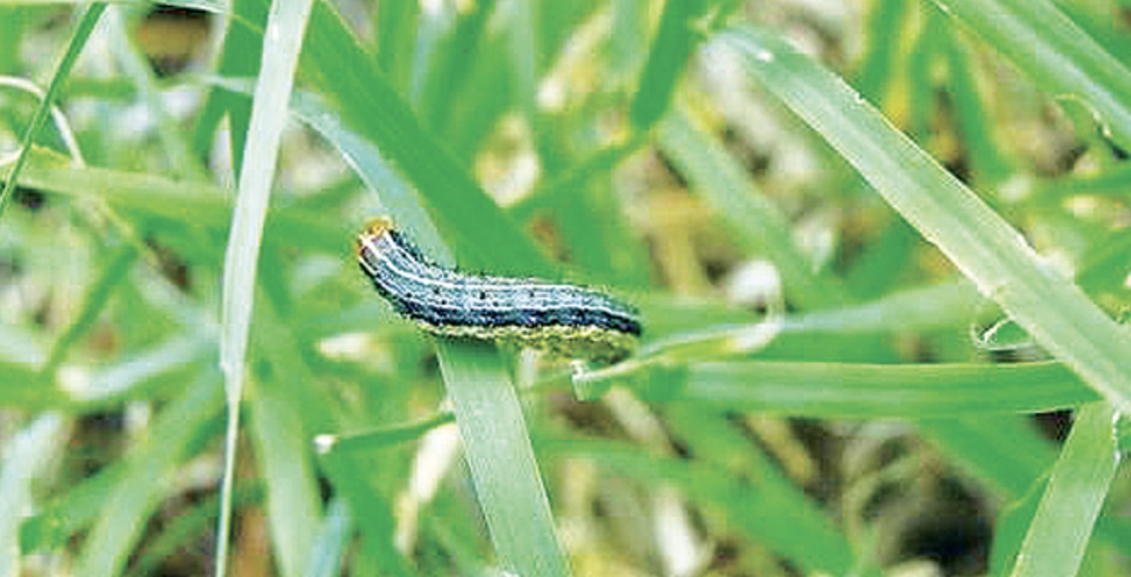 The pastoralist’s scourge