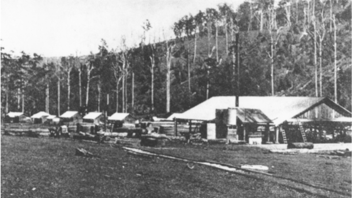 The truth behind the rainforest battles in NSW (part 1) – the ...