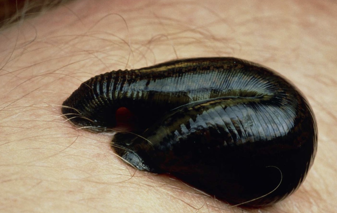 More fauna stories – leeches and ticks