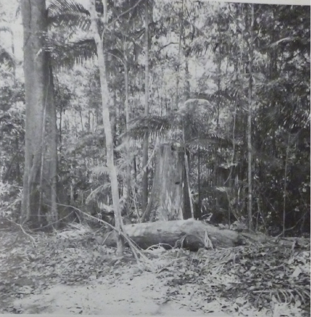 The truth behind the rainforest battles in NSW (part 3) – science means ...