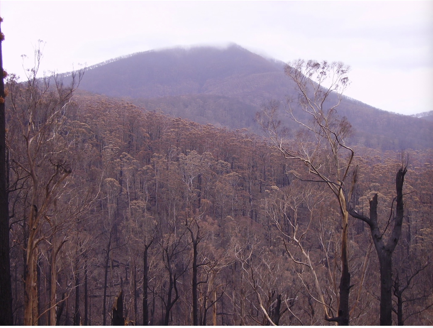 Proof that species are declining in our reserves set up to protect them ...