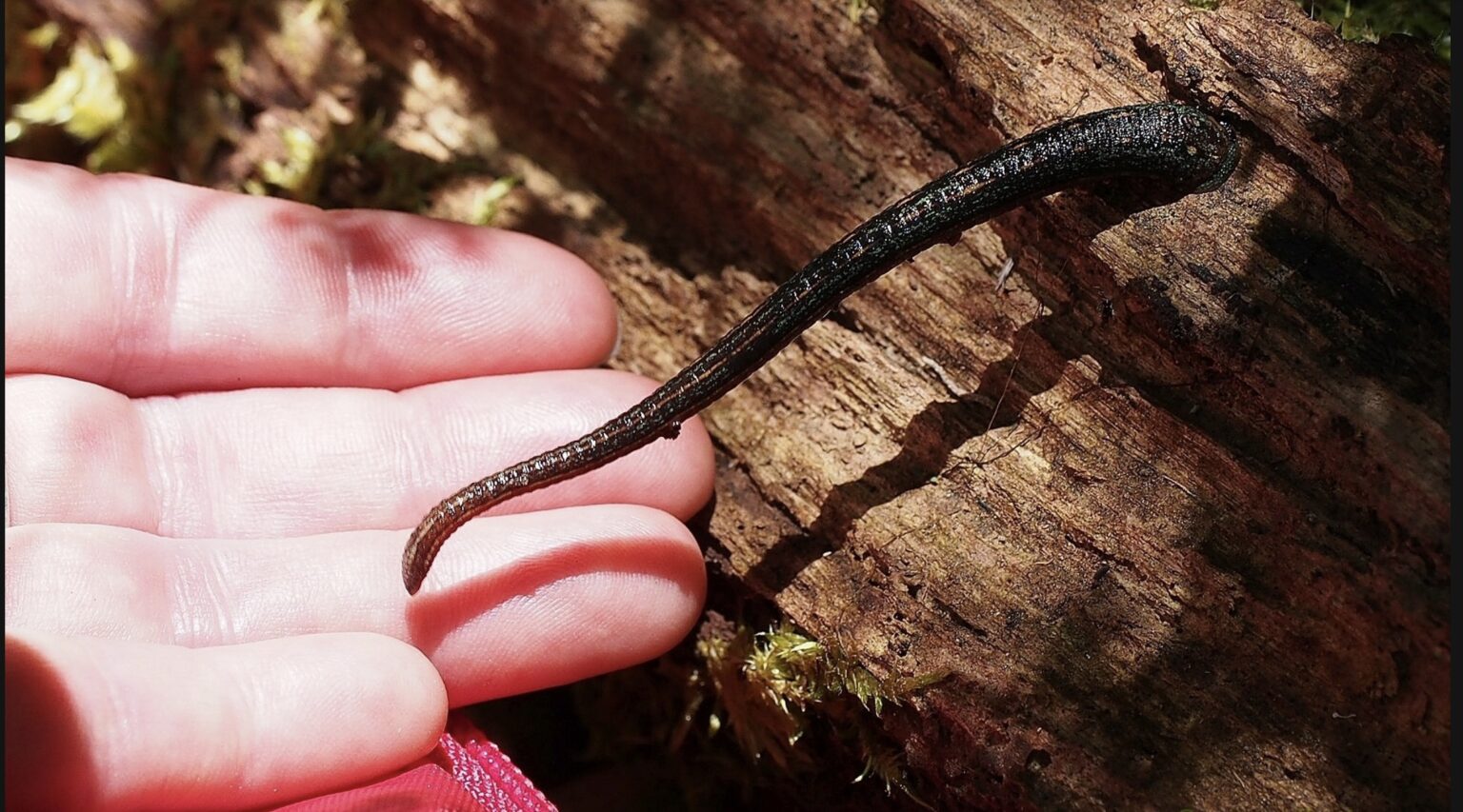 More fauna stories – leeches and ticks