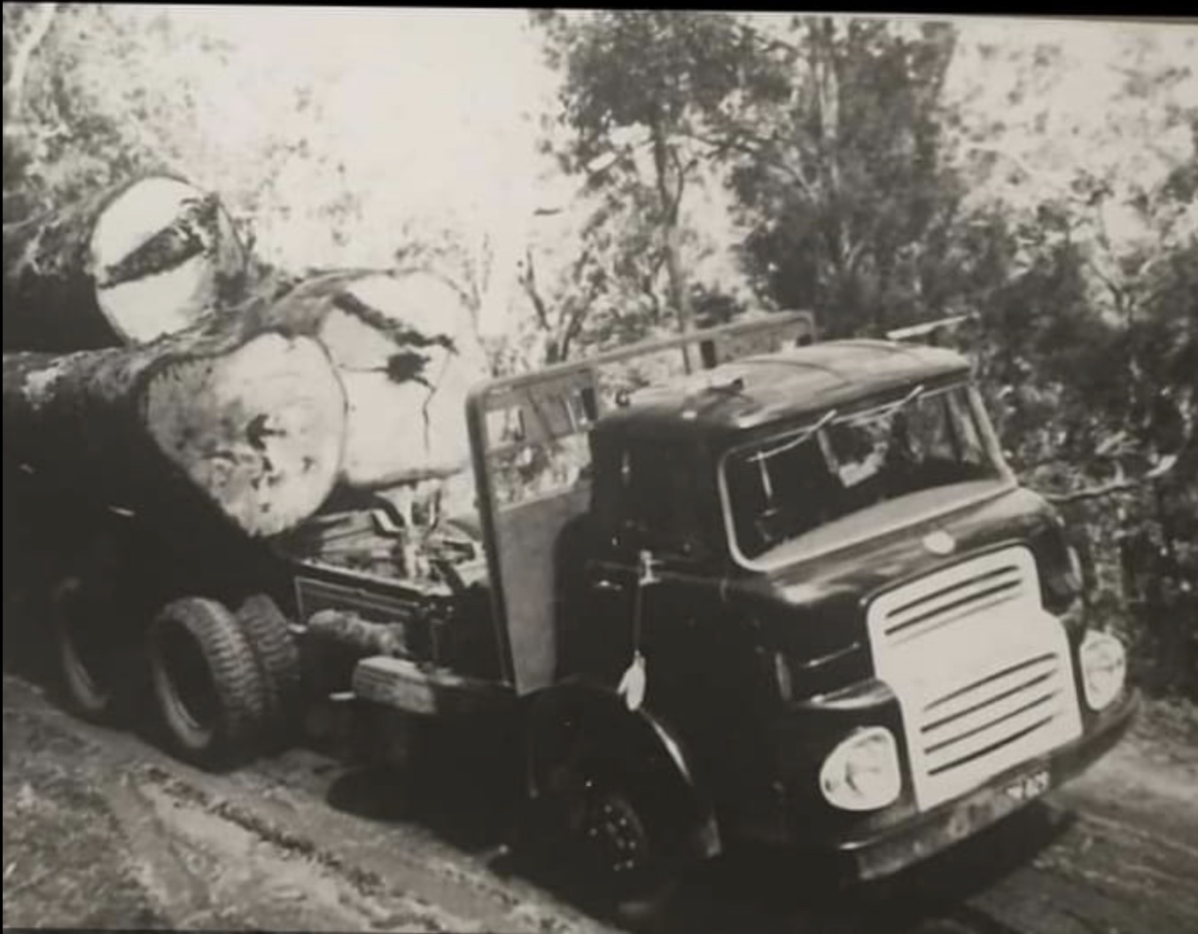 The truth behind the rainforest battles in NSW (part 3) – science means ...