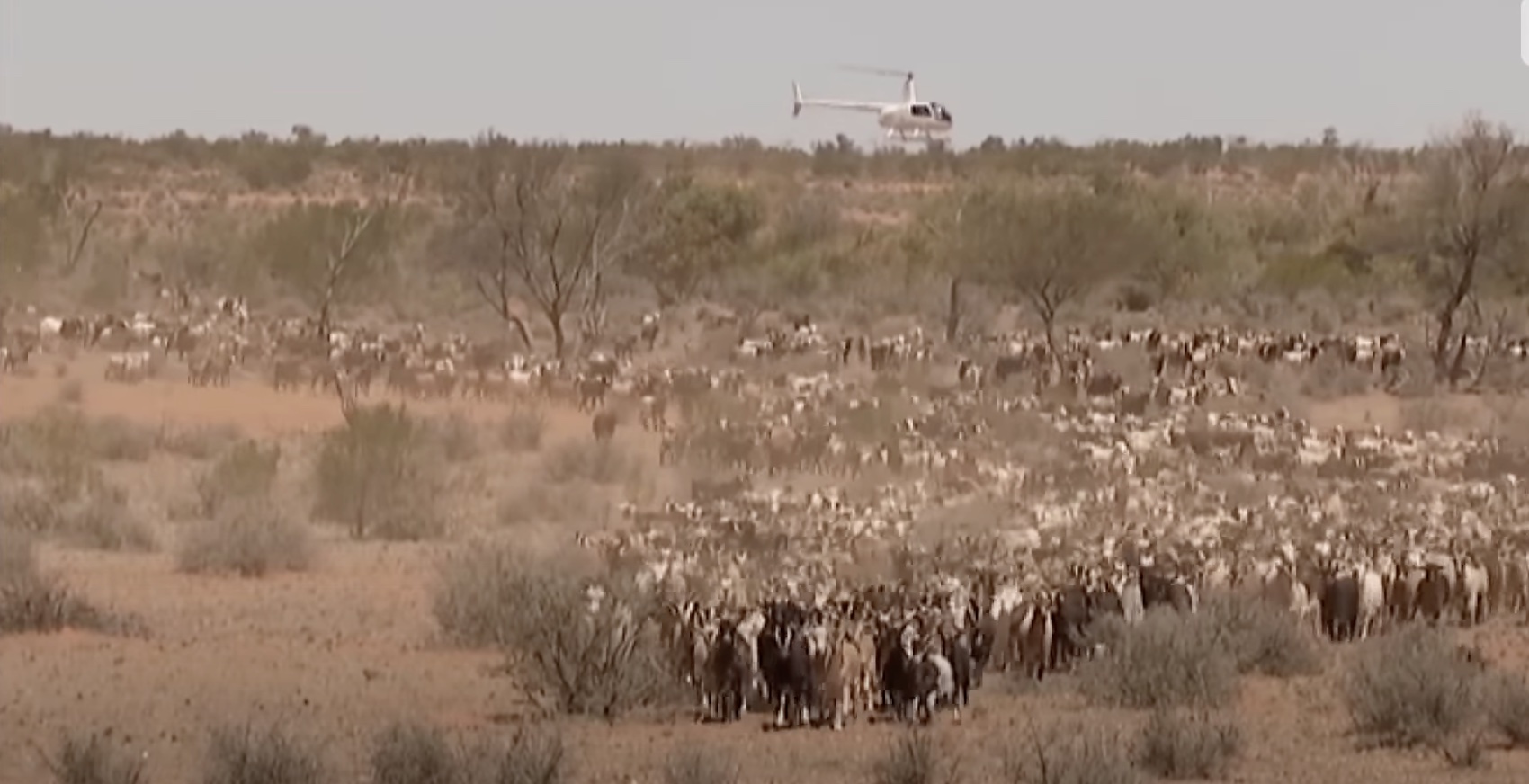 Can rangeland pastoralists survive by riding on the goat’s back?