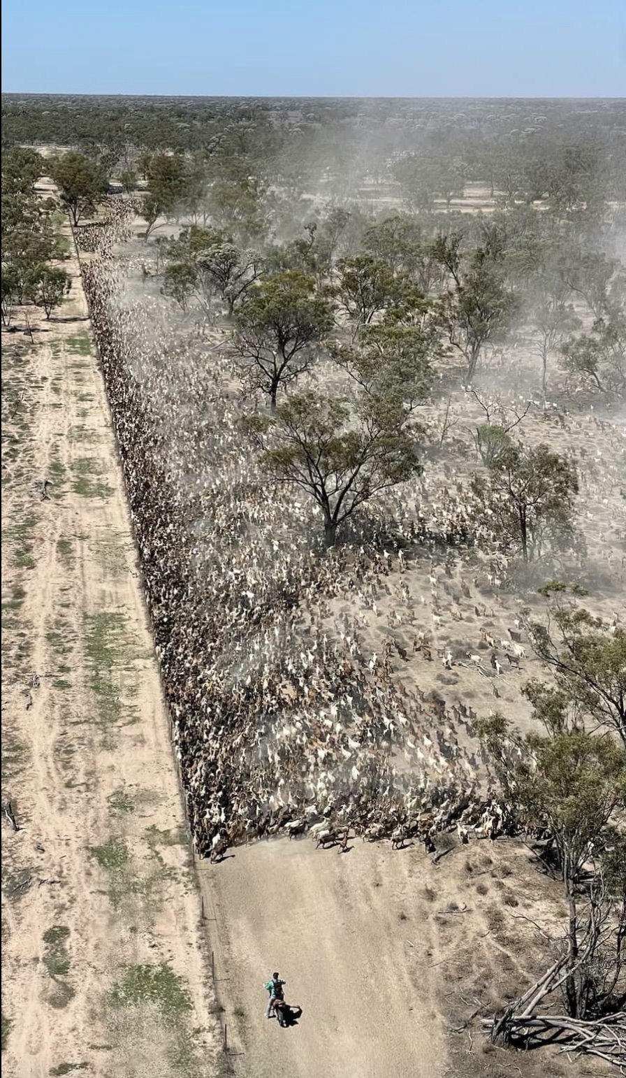 Can rangeland pastoralists survive by riding on the goat’s back?